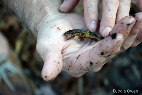 Eastern Newt | NC Wildlife Eastern Newt | NC Wildlife